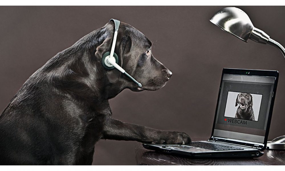 5 Smart Gadgets Your Dog is Begging You to Get - Owner's Magazine