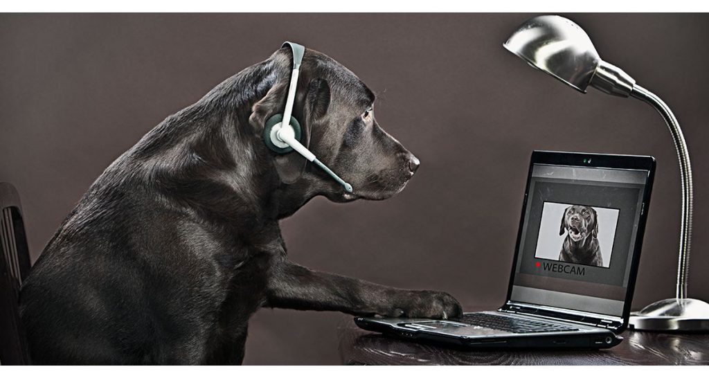 5 Smart Gadgets Your Dog is Begging You to Get - Owner's Magazine