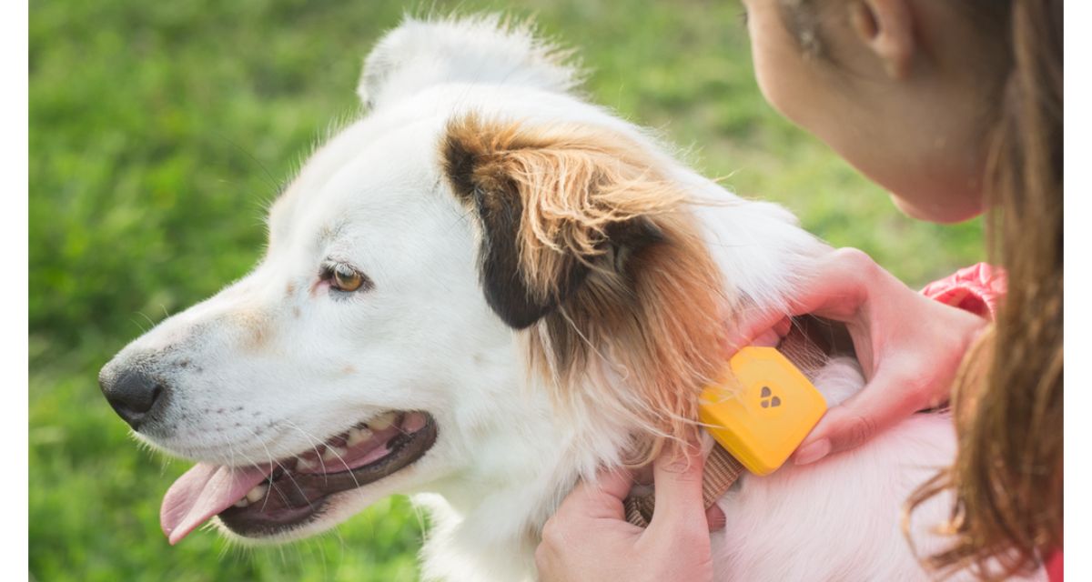 5 Smart Gadgets Your Dog is Begging You to Get - Owner's Magazine