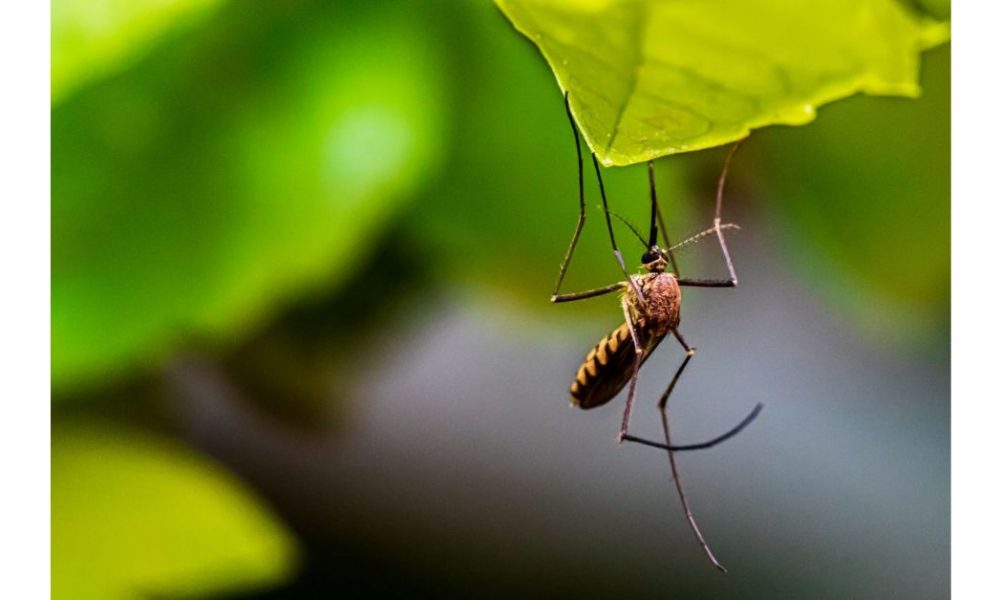 Qista Creates Eco-Friendly Mosquito Trap - Owner's Magazine