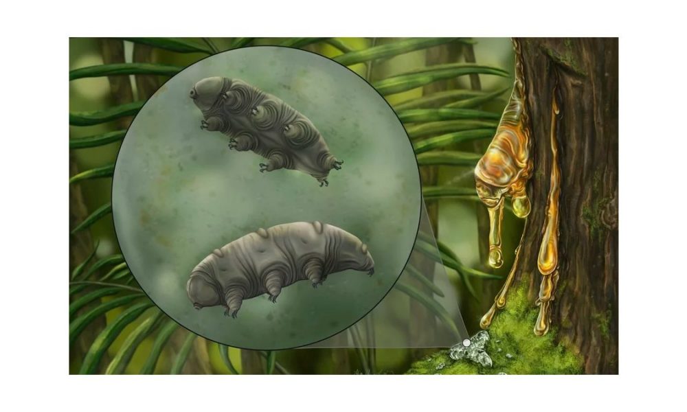 Researchers Find A New Species of Tardigrade Encased in A Fossil ...