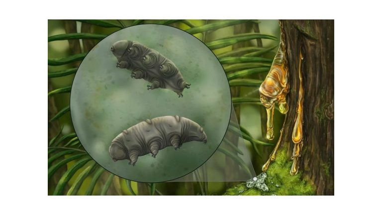Researchers Find A New Species of Tardigrade Encased in A Fossil ...