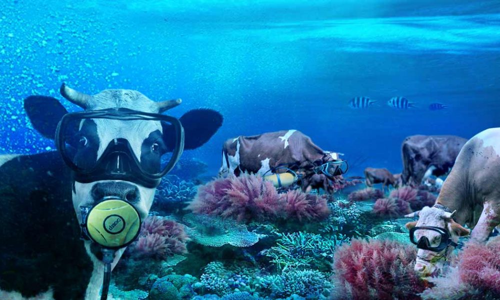 Symbrosia Is Using Seaweed To Fight Climate Change - Owner's Magazine