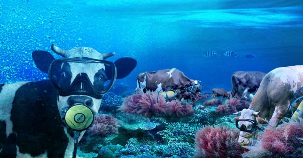 Symbrosia Is Using Seaweed To Fight Climate Change - Owner's Magazine